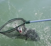Mark 1 Sportfishing | Lake Erie Fishing Charters | Port Clinton, Ohio